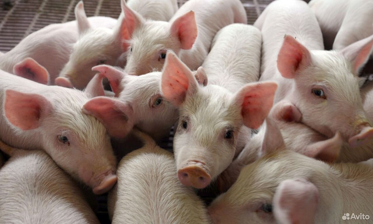 Продам семя