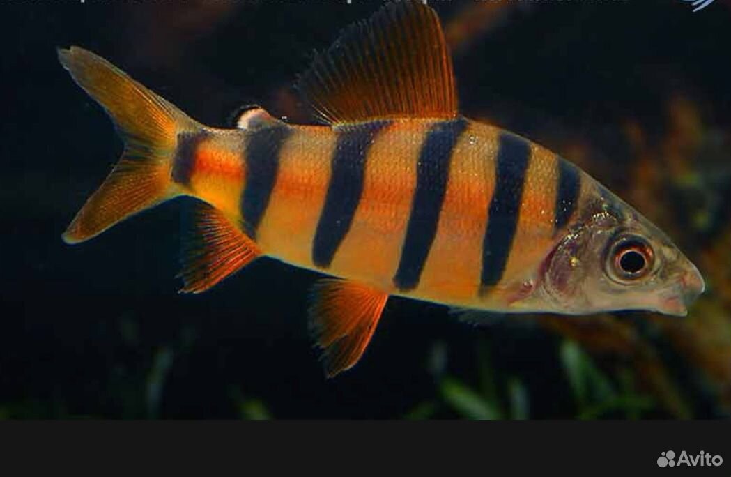 Дистиходус-зебра