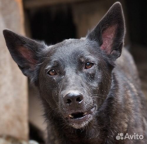 Фредди - веселый толстенький дедок ищет дом
