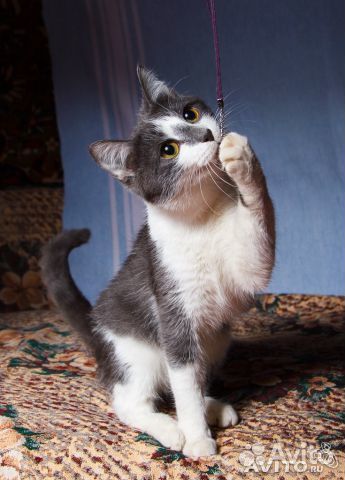 Серый кот Грэй в надежные руки