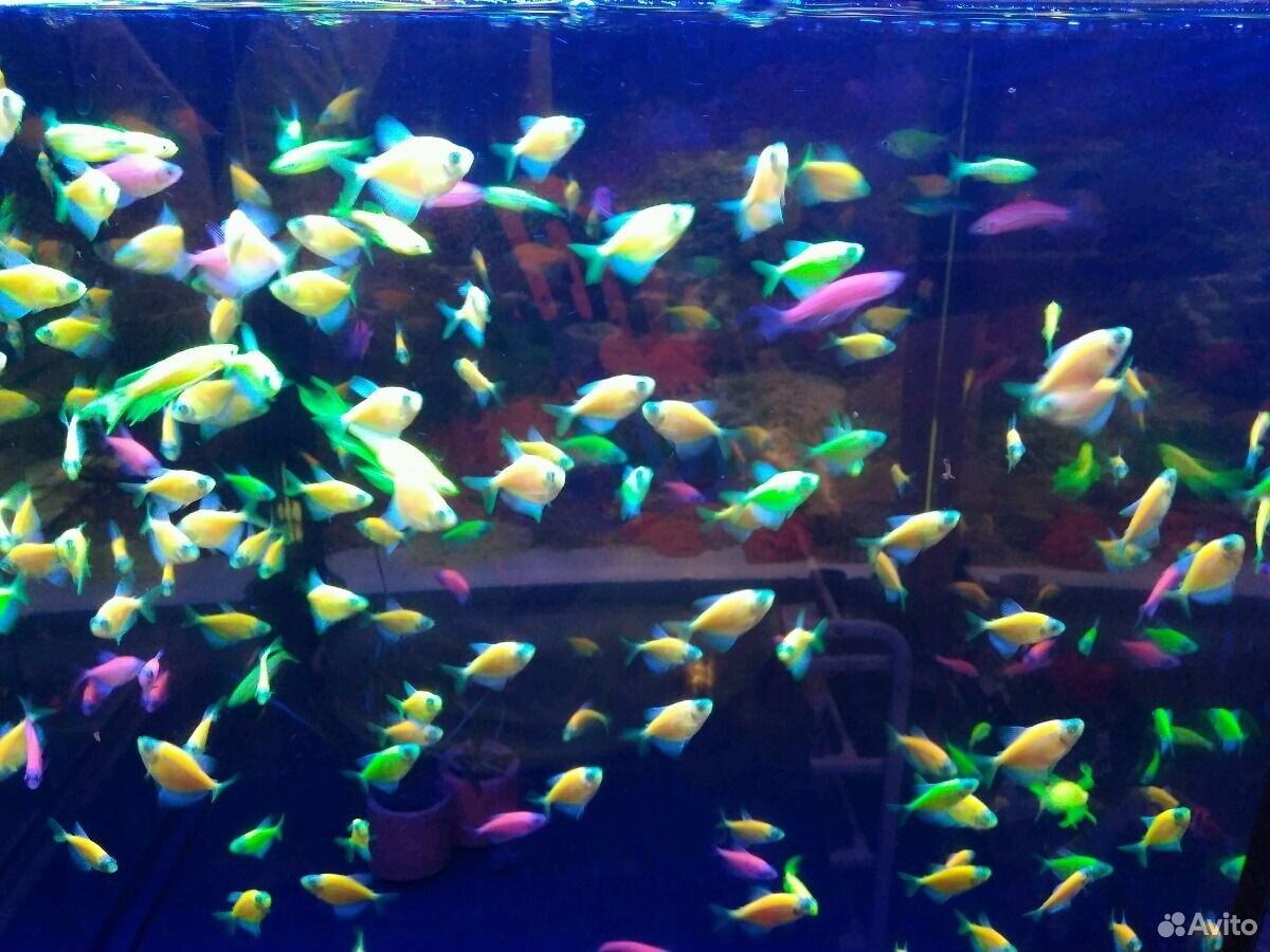 Тернеция гмо