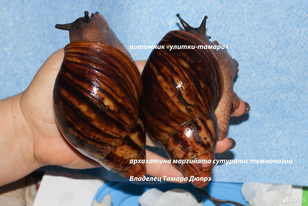 Улитки-гиганты(детки 2-6см архахатины)