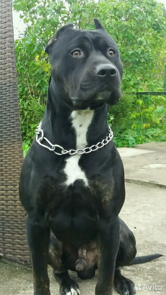 Вязка питбуль