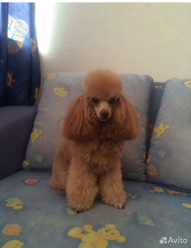 Той -пудель ищет подружку