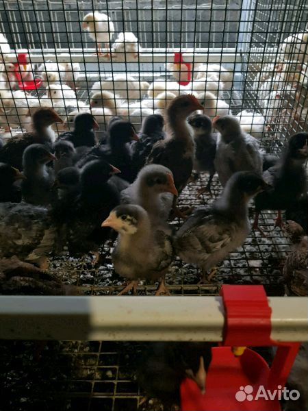 Доминант 107 164 302 109 суточный и подрост в нали