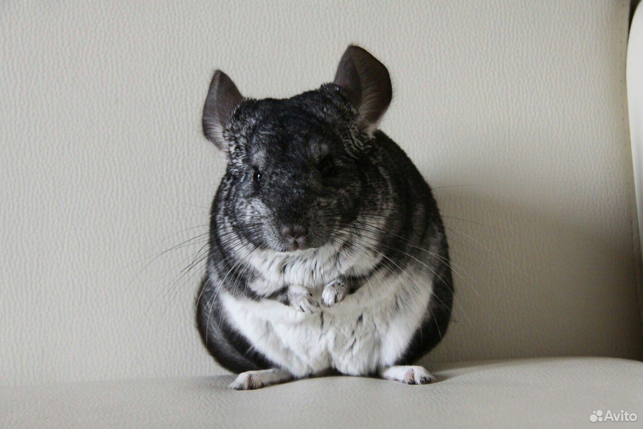 Шиншиллы (девочки)