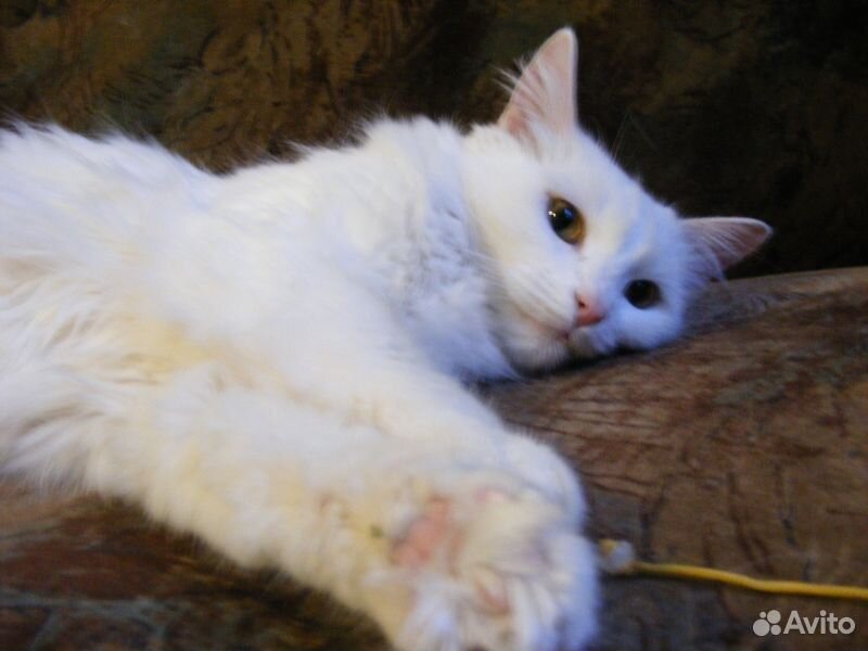 Бэллочка - белоснежная красавица (метис ангорской)