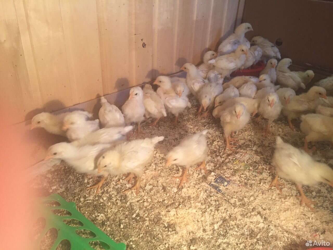 Куры молодки Коралл, Супер Ник