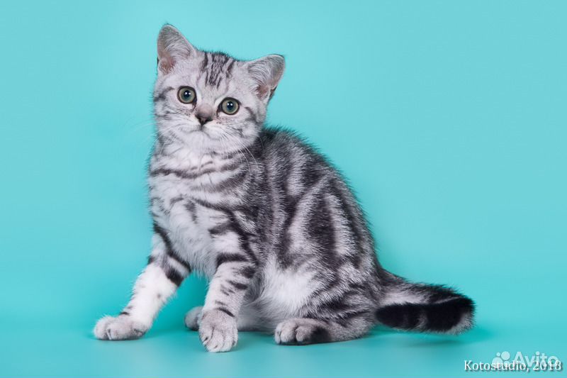 Девчушки - мраморушки