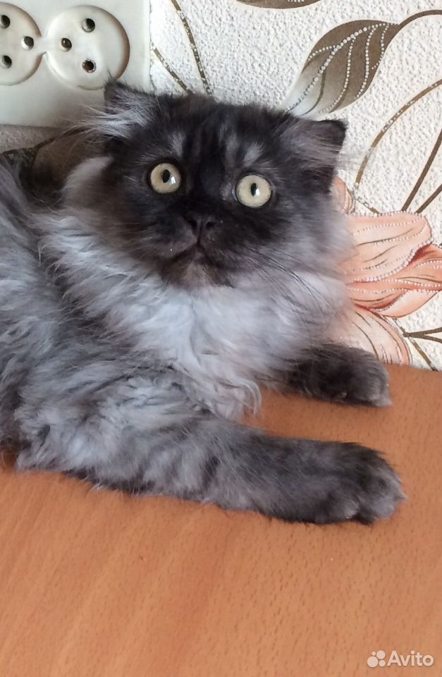 Эксклюзивный котенок