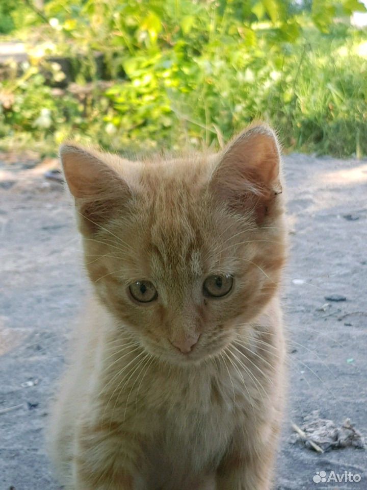 Рыжий котенок мальчик 3мес