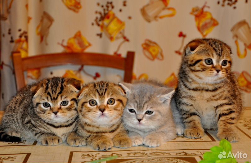 Полосатые тигрята