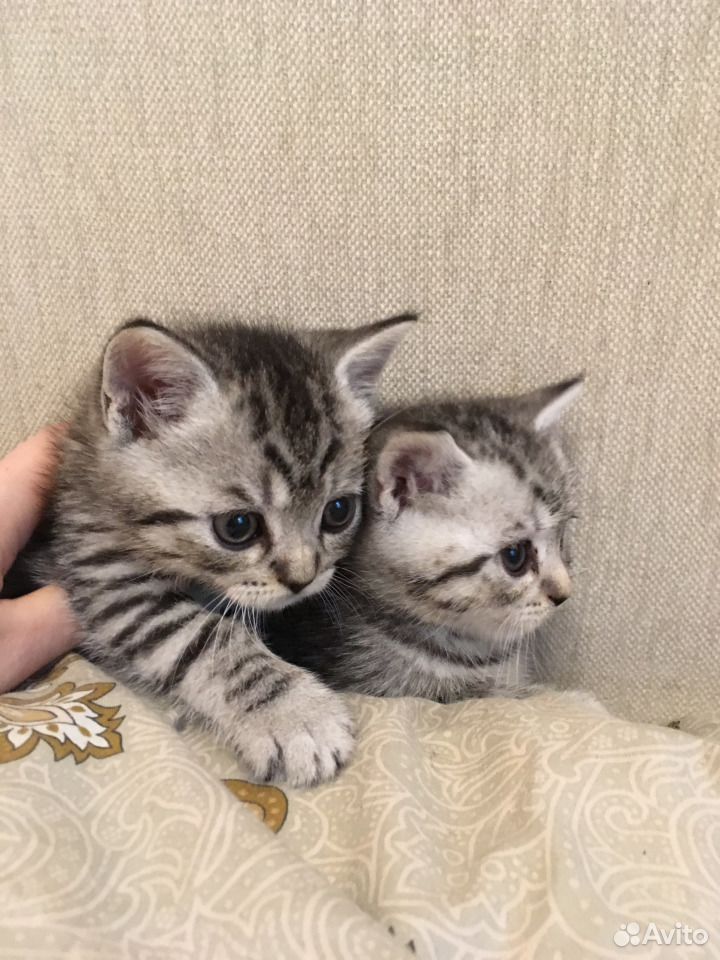 Шотладские прямоухие котята