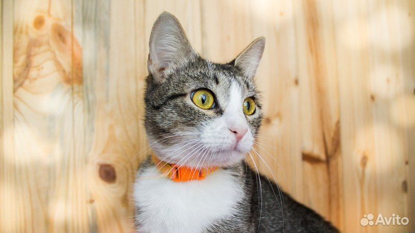 Кошка Алиса, 2 года (из приюта)