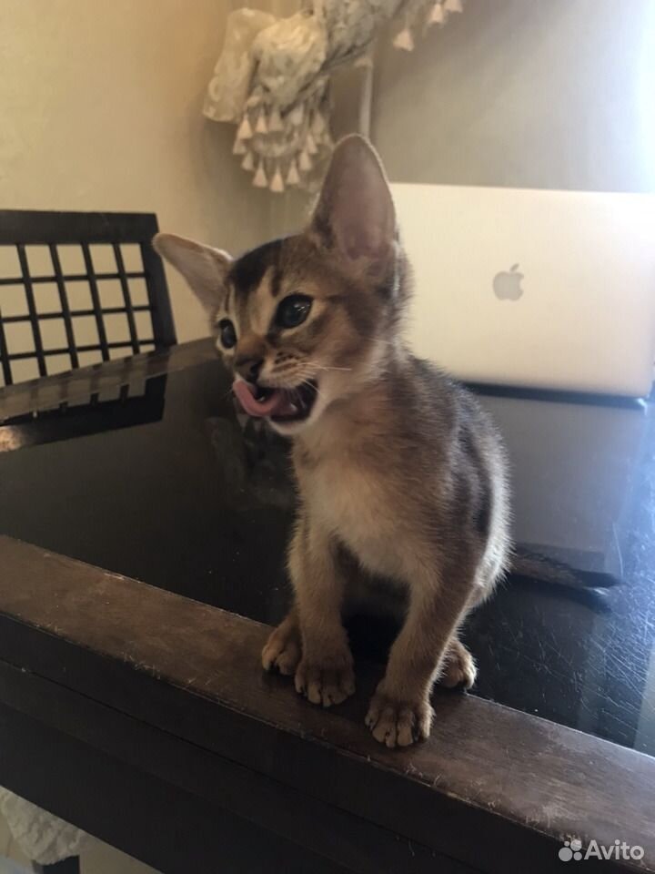 Аби апельсинчик