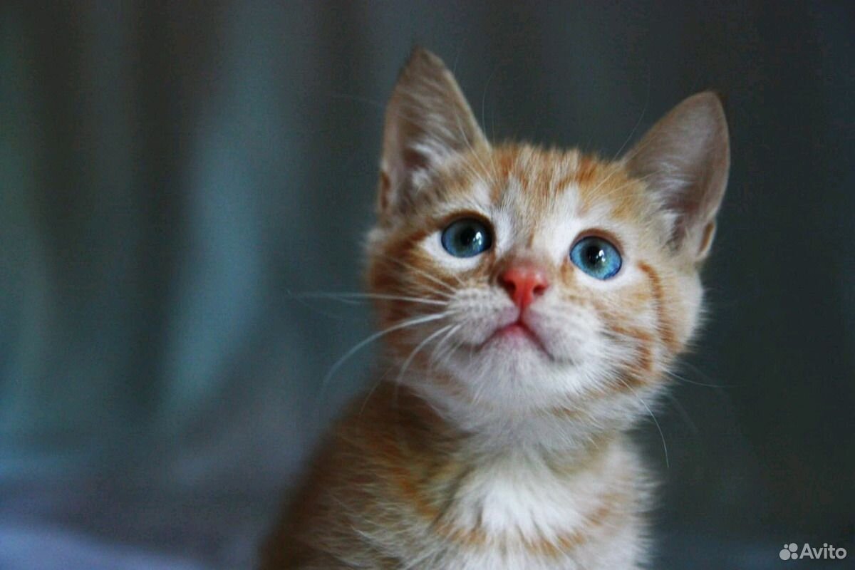 Домашние котятки от спасенной кошки-черепашки)