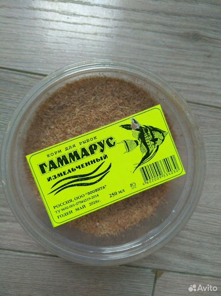 Гаммарус Дафния