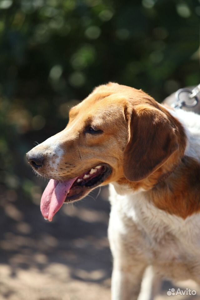 Гончак Полкан ищет новый дом