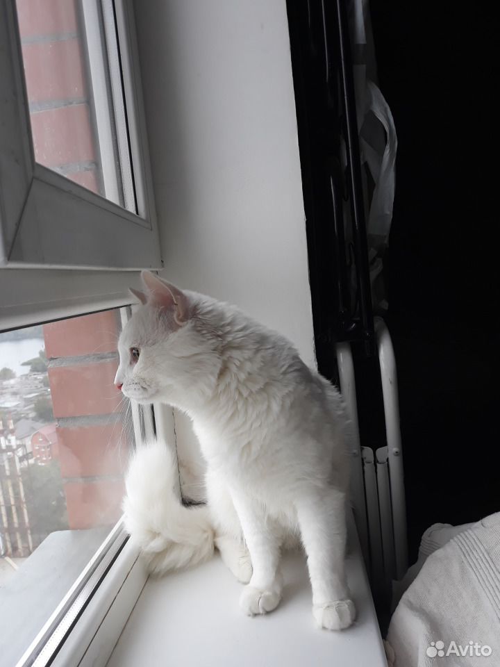 Котик белоснежный-внезапный сирота