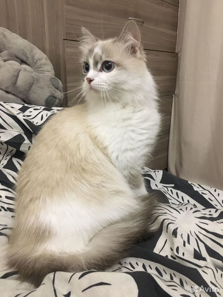 Кошечка породы рагамаффин