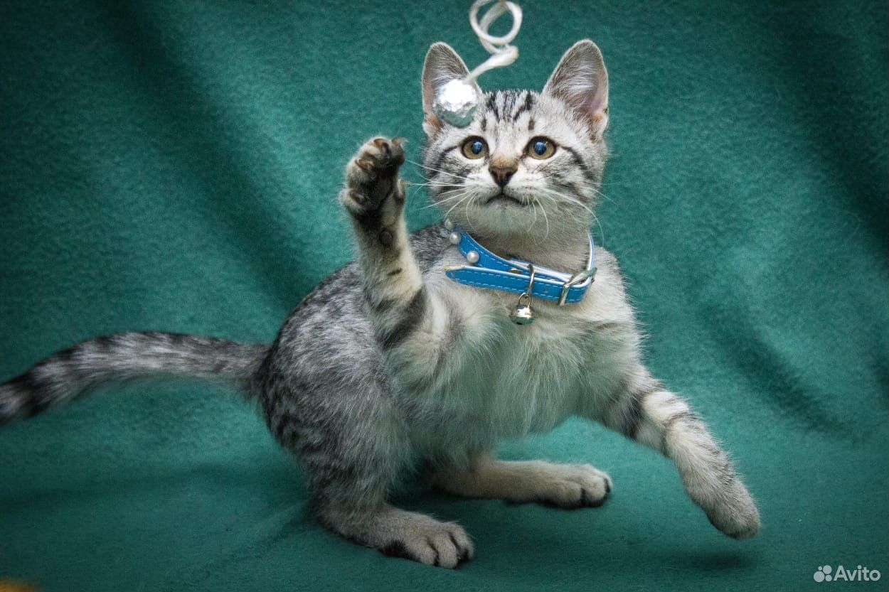 Котёнок Дашенька в добрые руки