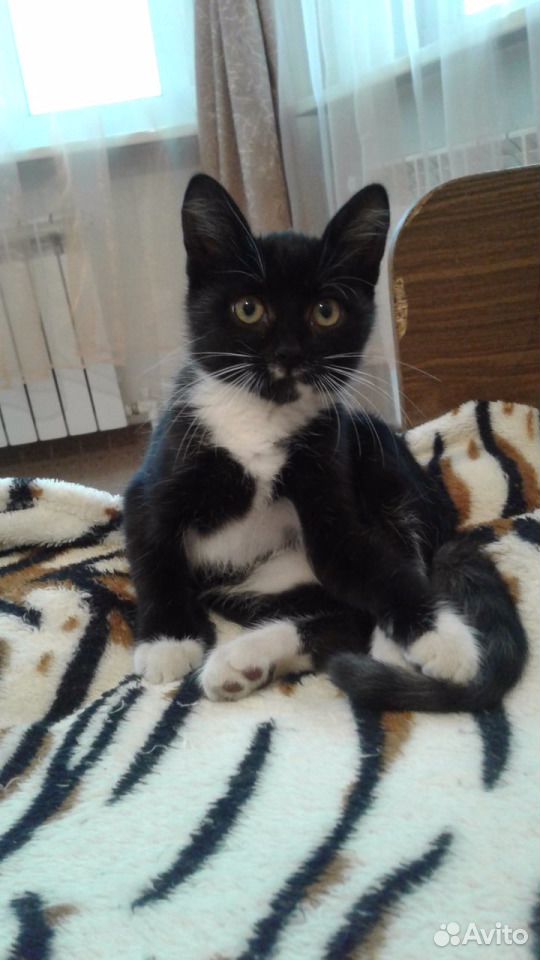 Марсик ищет дом