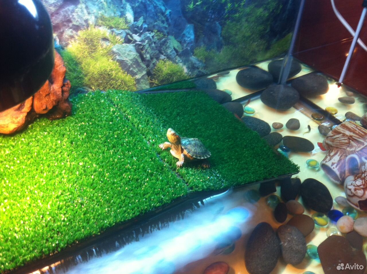 Акватеррариум для красноухой черепахи