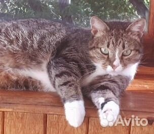 Василёк отдам в ответственные и добрые руки