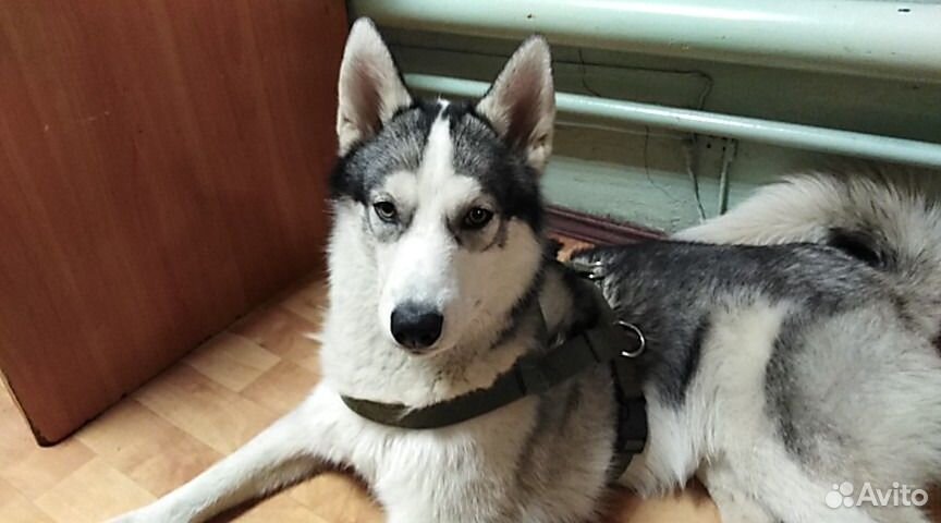 Сибирская хаски