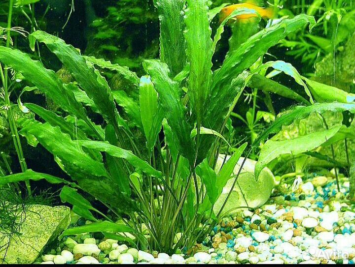 Криптокорина вендта(зеленая)