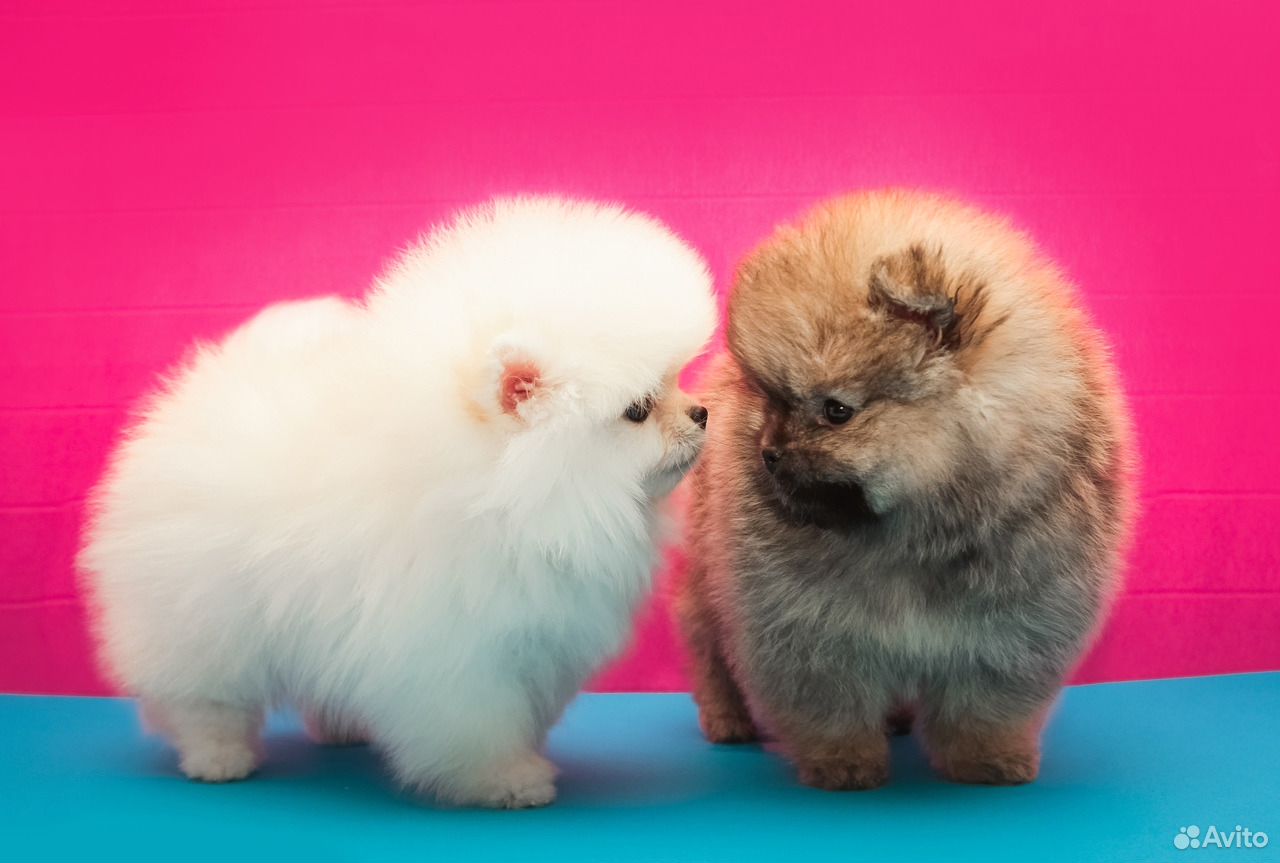 Щенки цверг шпица