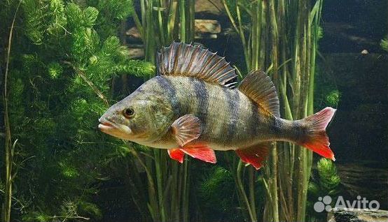 Окунь для пруда