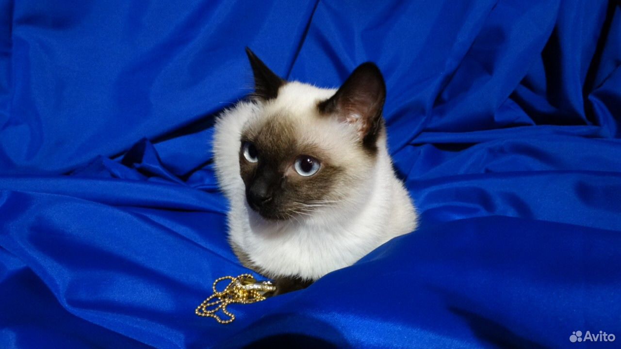 Котик той боб
