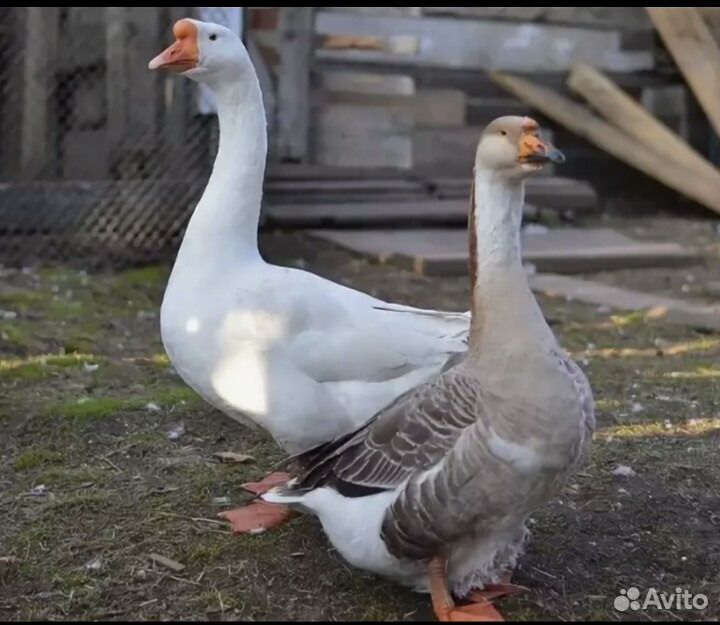 Гусь