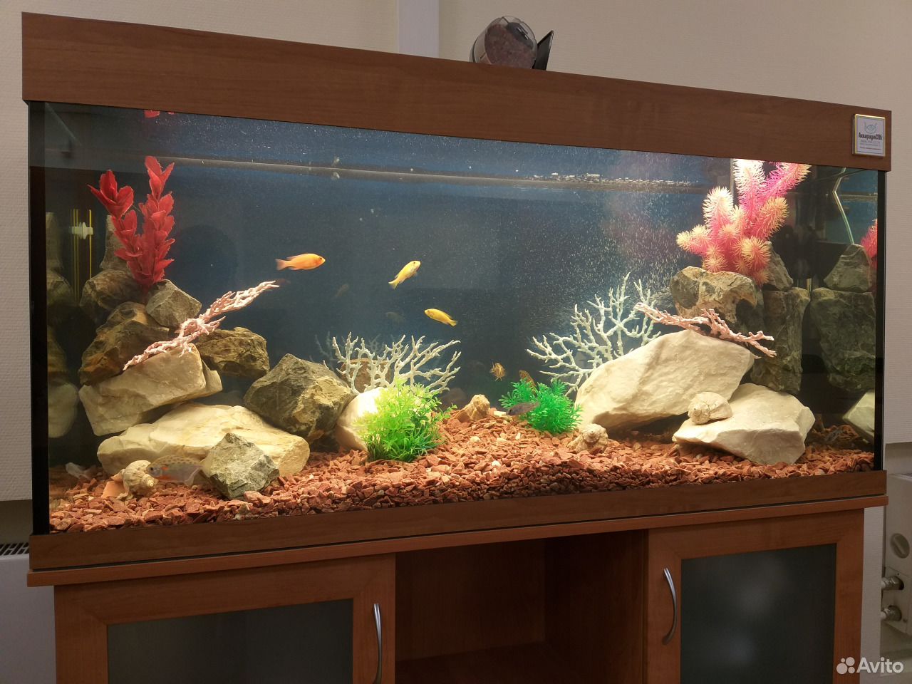 Аренда аквариума
