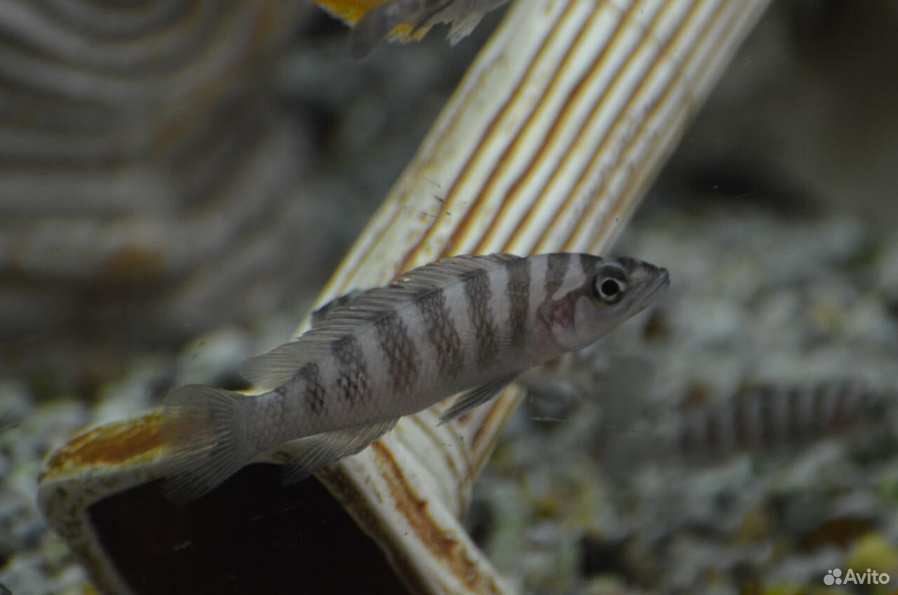 Лампрологус цилиндрикус