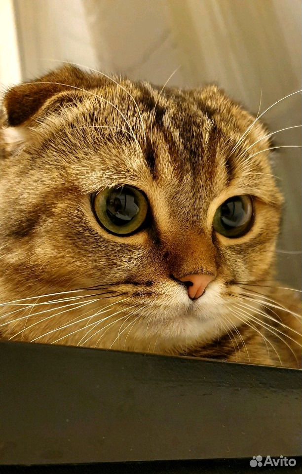 Вязка кота шотландца