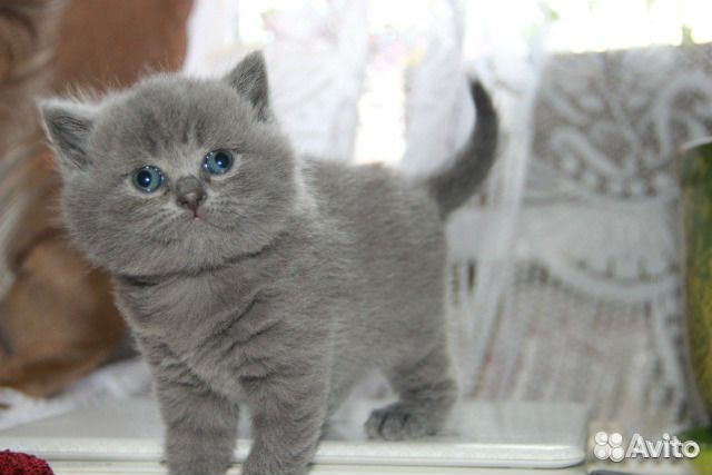 Британские котята