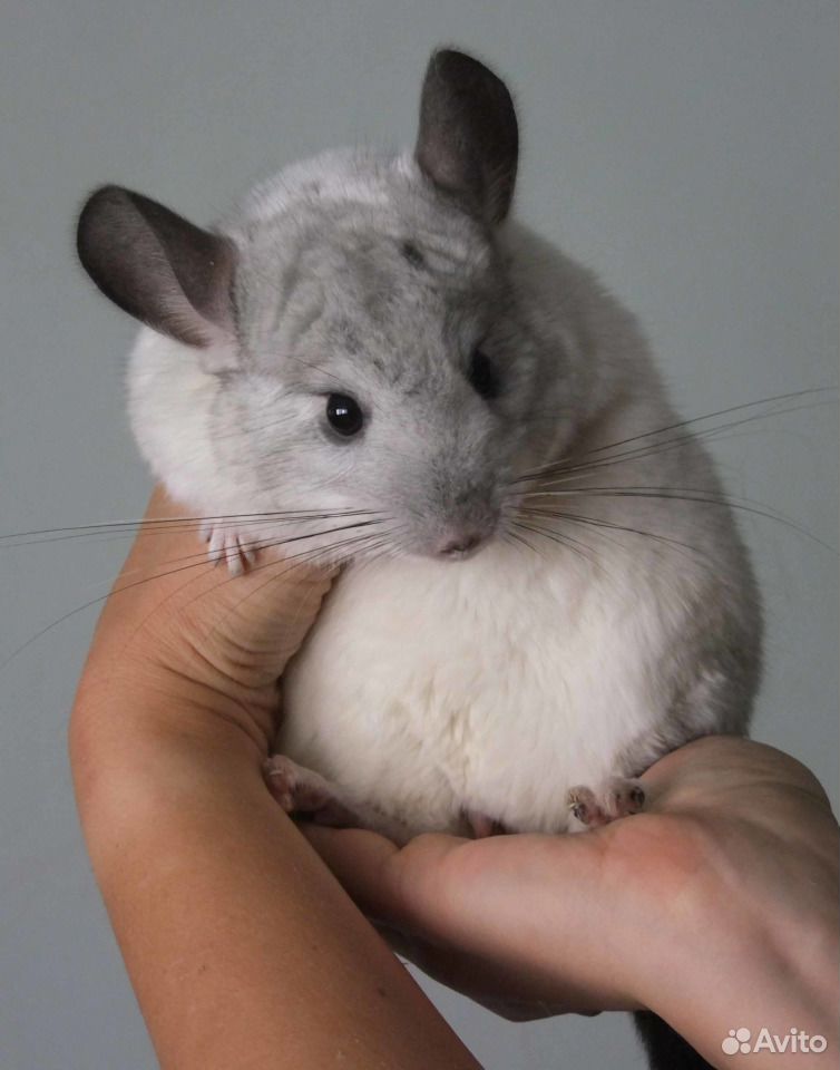 Шиншиллы Белый Бархат, Экстра-темный фиолет эбони