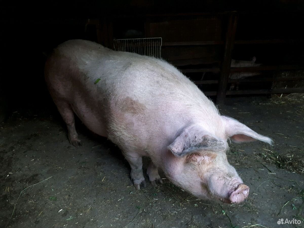 Свиноматка и хряк