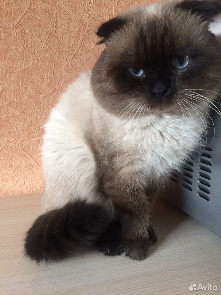 Король ждёт свою Королёву