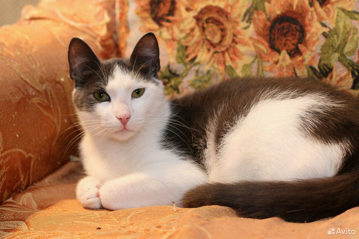 Котик Гаврюша (1 год)