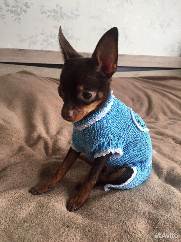 Мини той-терьер мальчик