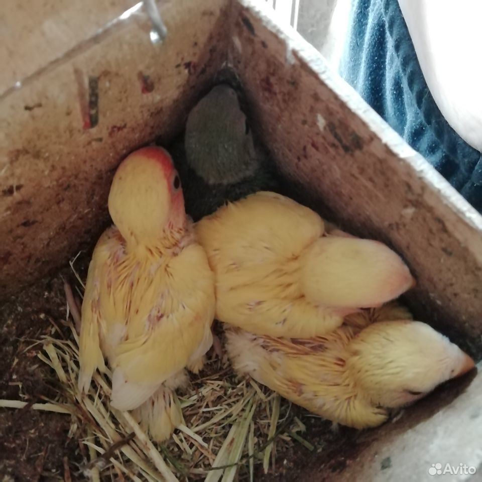 Птенцы неразлучника