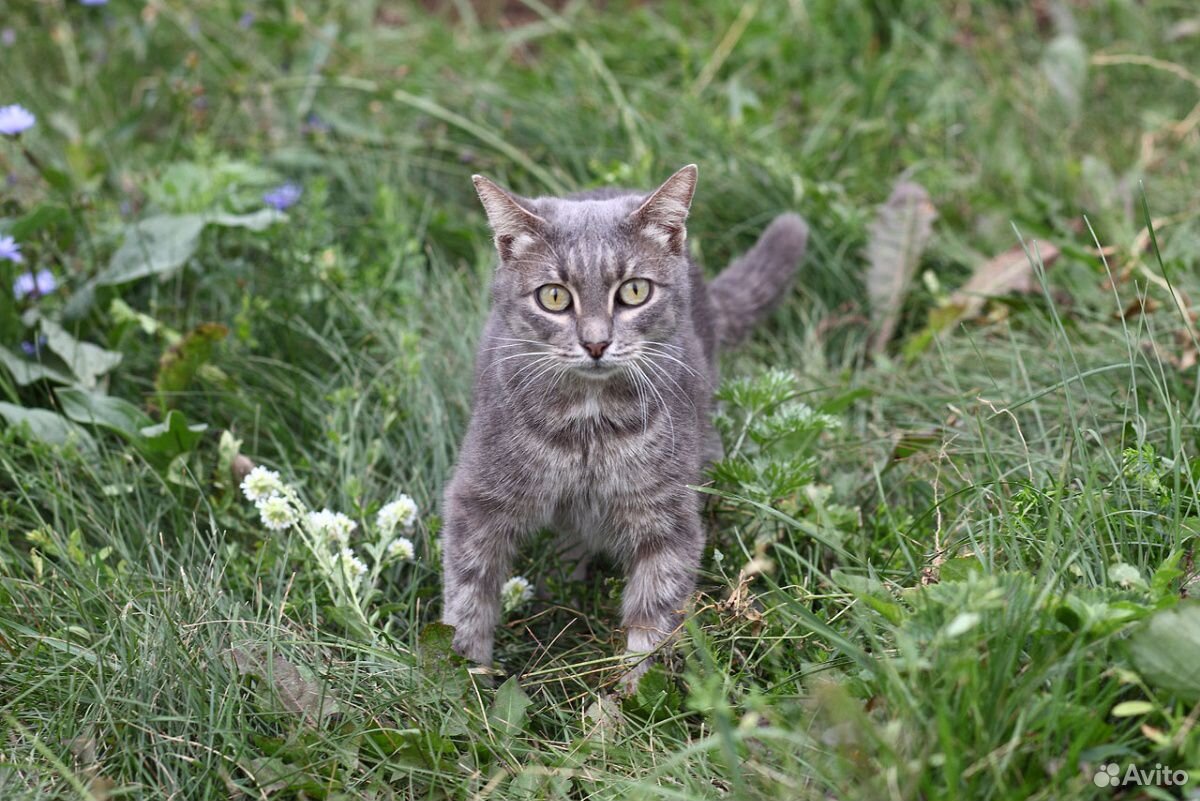 Кошка ищет дом