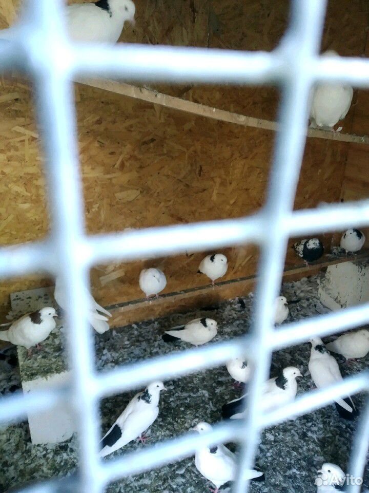 Голуби бакинские