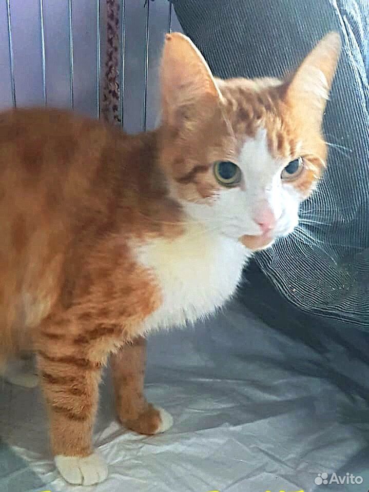 Котик рыжий