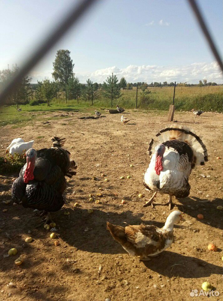 Инкубационное яйцо