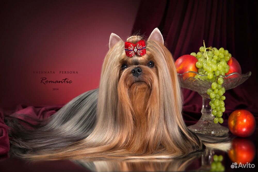 Статный красавец для вязок