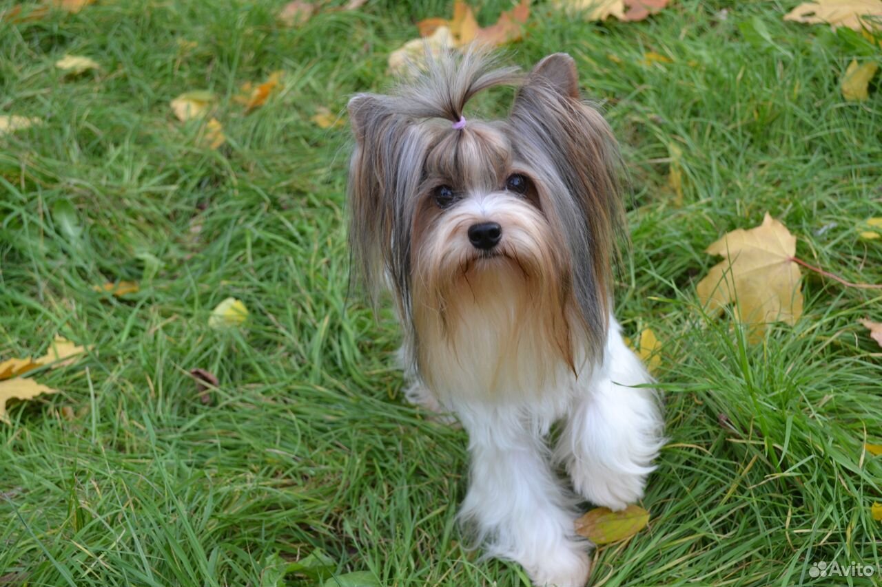 Девочка бивер